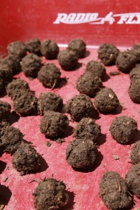 Earth Day Activity: How to Make Seed Balls - Moms Austin