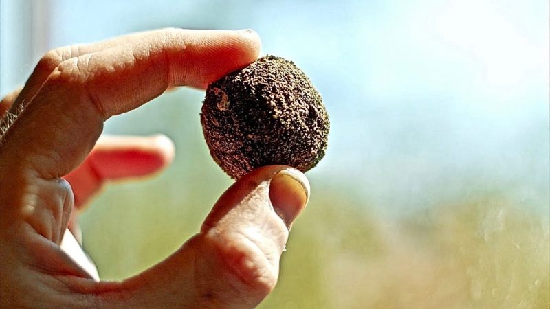 Earth Day Activity: How to Make Seed Balls - Moms Austin