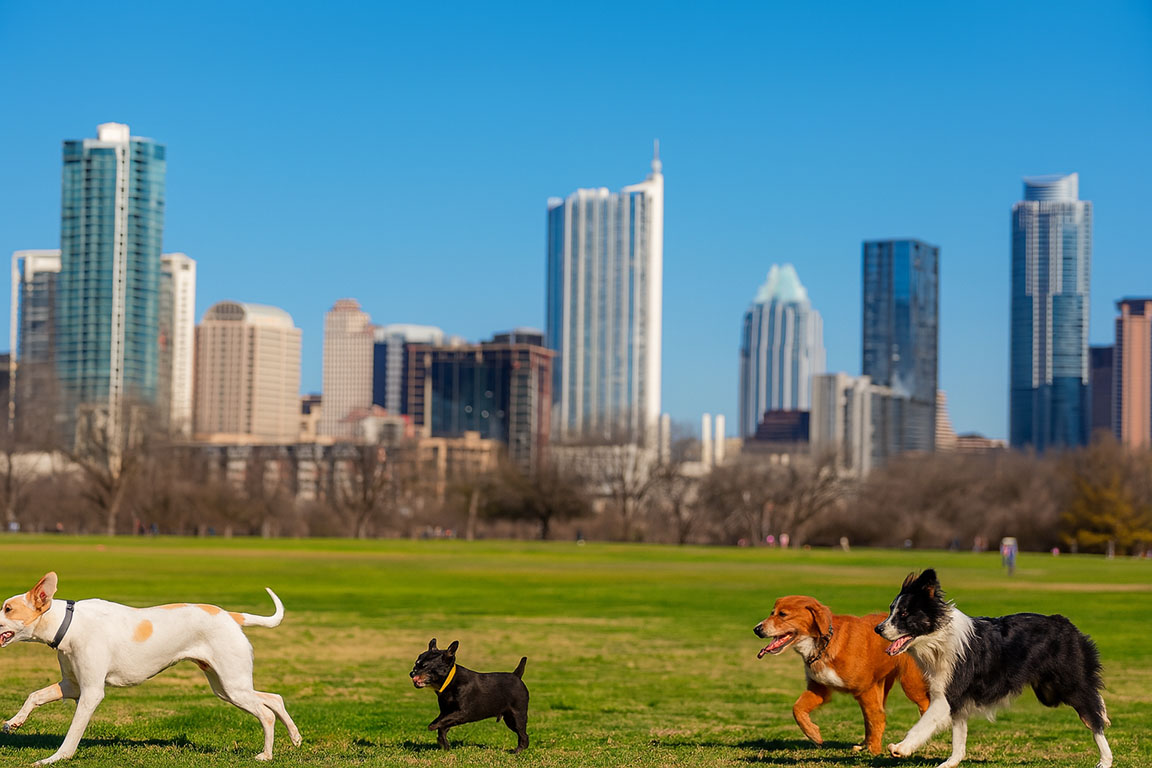 Top 10 Austin Dog-Friendly Things To Do - Moms Austin