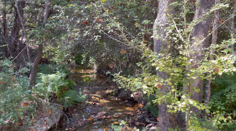 Wild Basin Wilderness Preserve - Moms Austin
