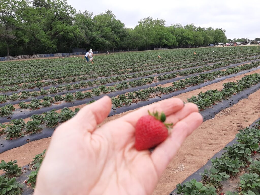 Sweet Berry Farms - Moms Austin