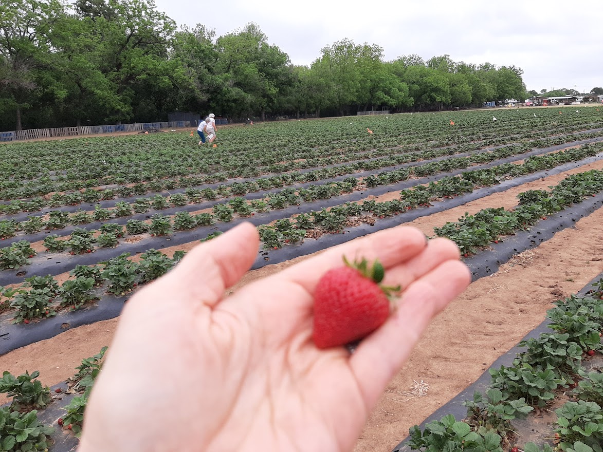 Sweet Berry Farms - Moms Austin