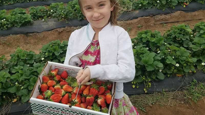 Sweet Berry Farms - Moms Austin