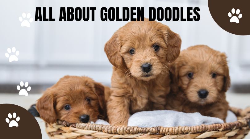 Goldendoodles in Austin: What You Need to Know - Moms Austin